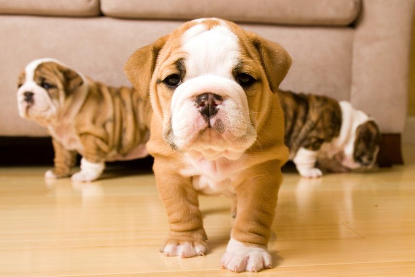 10 Wrinkly Dog Breeds That Rock Their Rolls | LoveToKnow Pets