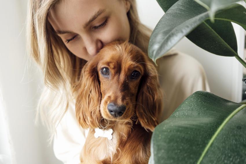 Meet the Sporting Dog Breeds: Athleticism & Art | LoveToKnow Pets