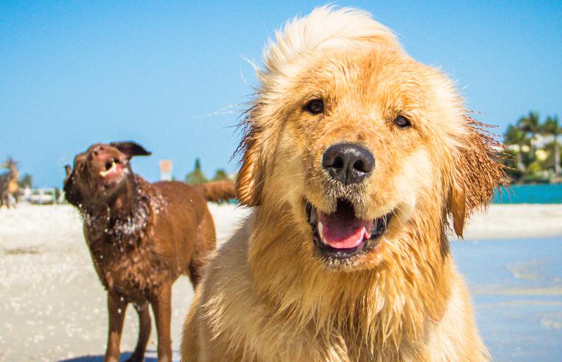 Southern-Inspired Dog Names | LoveToKnow Pets