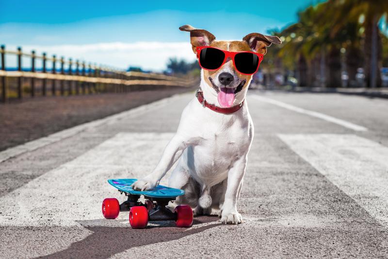 Cool Dog Names: Have the Raddest Dog in Town | LoveToKnow Pets