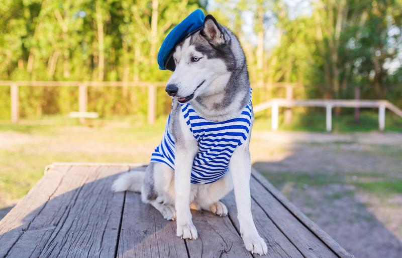 130+ French Dog Names With Fantastique Meanings | LoveToKnow Pets