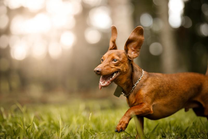 220+ Best Male Dog Names for Your One-of-a-Kind Guy | LoveToKnow Pets