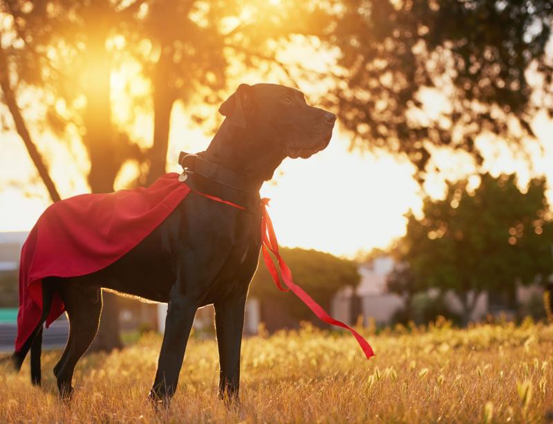 175+ Superhero Dog Names For Your Powered-Up Pup | LoveToKnow Pets