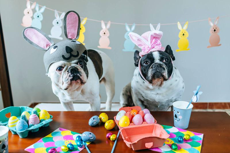 7 Fun-Filled Easter Basket Ideas for Dogs | LoveToKnow Pets