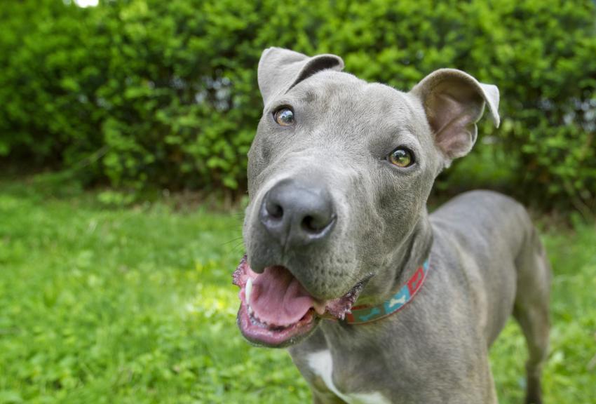 Meet the Pit Bull, aka "Pibble," Dog Breed That's Not a Dog Breed ...