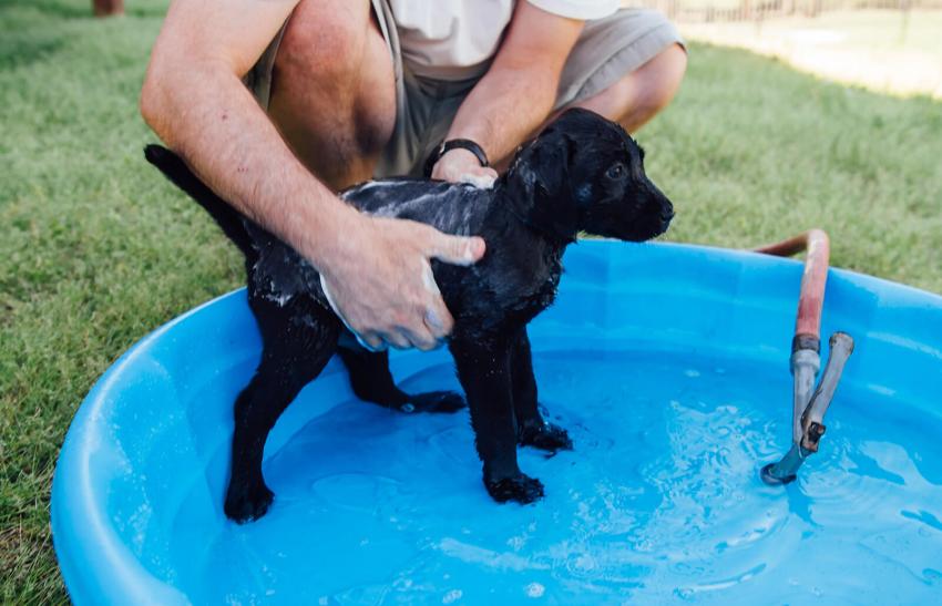 10 Reasons to Buy Your Dog a Wading Pool | LoveToKnow Pets