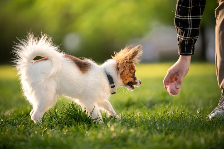 11 Highly Trainable, Easy-to-Teach Dog Breeds | LoveToKnow Pets