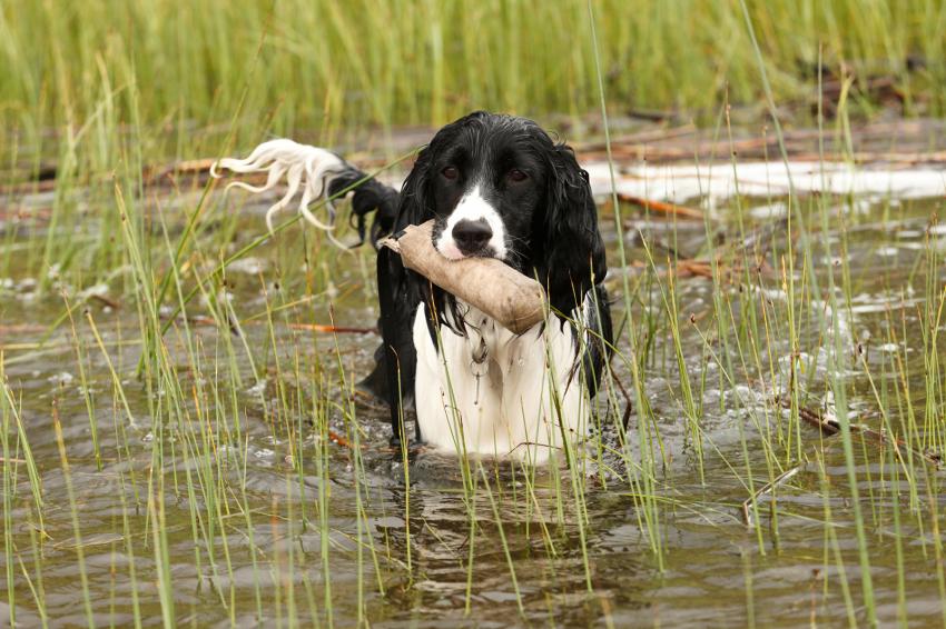 11 Highly Trainable, Easy-to-Teach Dog Breeds | LoveToKnow Pets