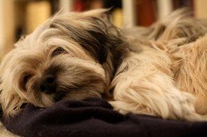 Are Lhasa Apso Aggressive