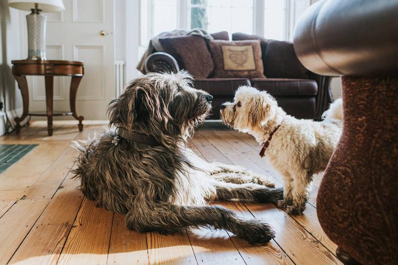 How to Introduce Dogs to Each Other: 8 Steps for Success | LoveToKnow Pets