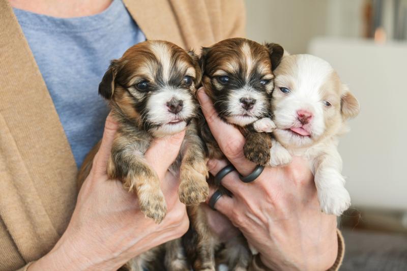 Can Dogs Recognize Their Siblings Later in Life? | LoveToKnow Pets