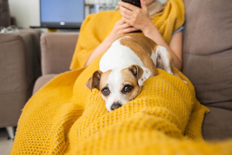 7 Reasons Why Your Dog Is Lying on You | LoveToKnow Pets