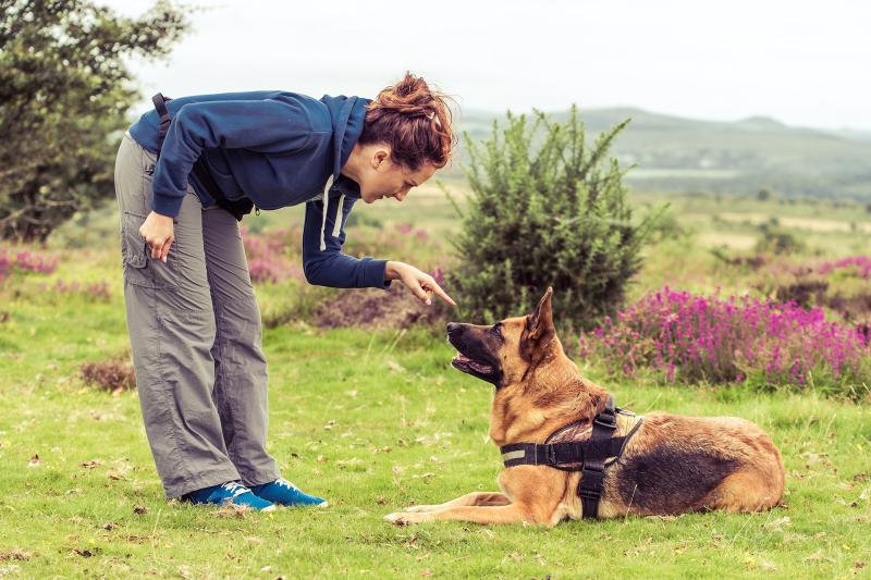 11 Highly Trainable, Easy-to-Teach Dog Breeds | LoveToKnow Pets