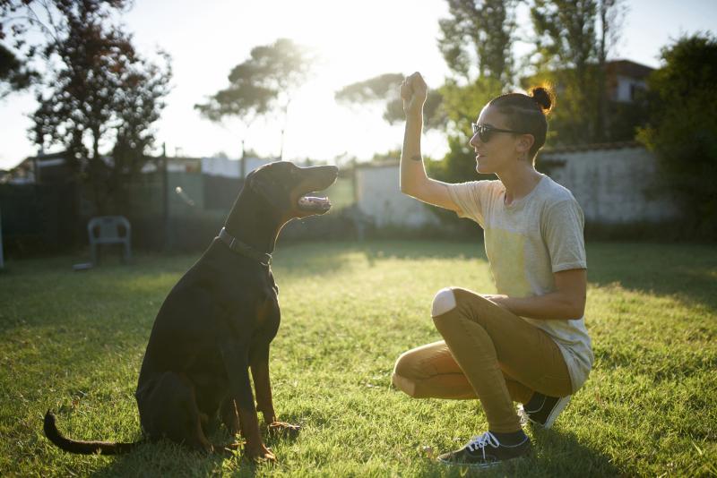 5 Dog Training Plan Must-Haves & Ready-to-Use Example! | LoveToKnow Pets