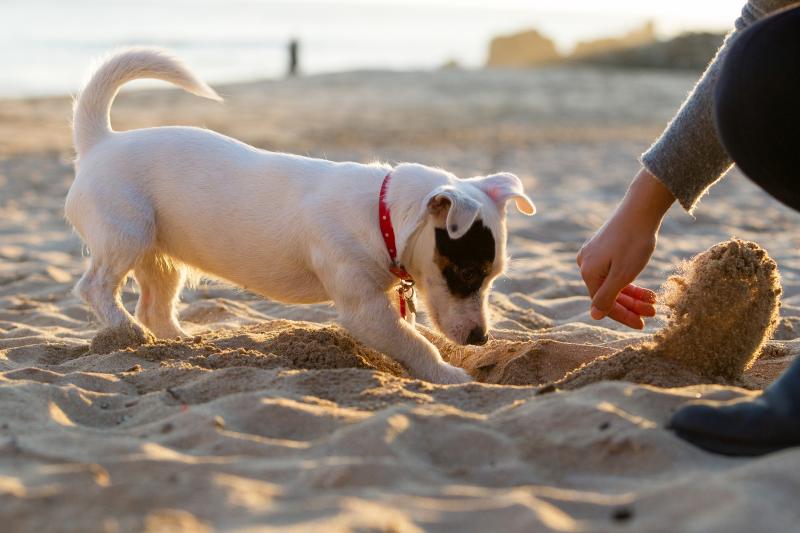 Why Dogs Bury Things & How to Control This Instinctive Behavior ...