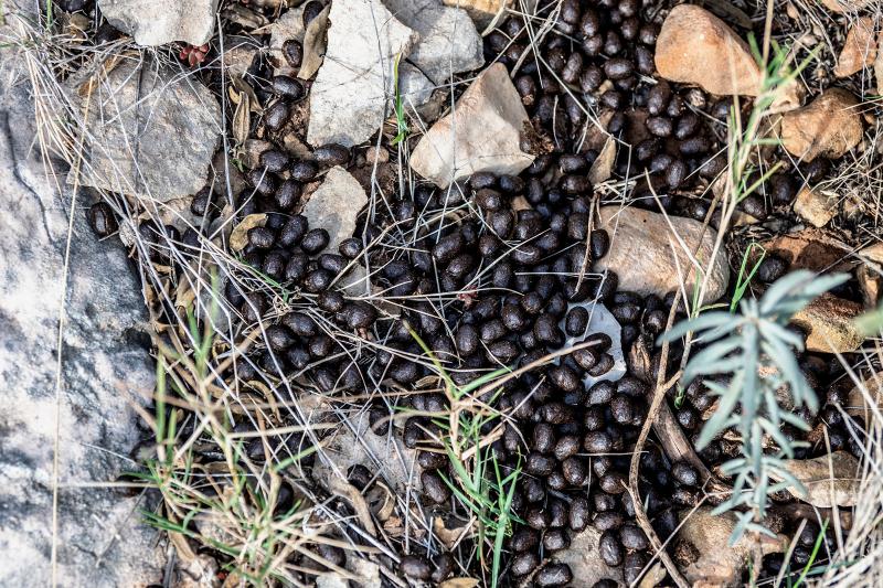 Why Your Dog Eats Rabbit Poop How To Stop It LoveToKnow Pets why-your-dog-eats-rabbit-poop-how-to-stop-it-lovetoknow-pets