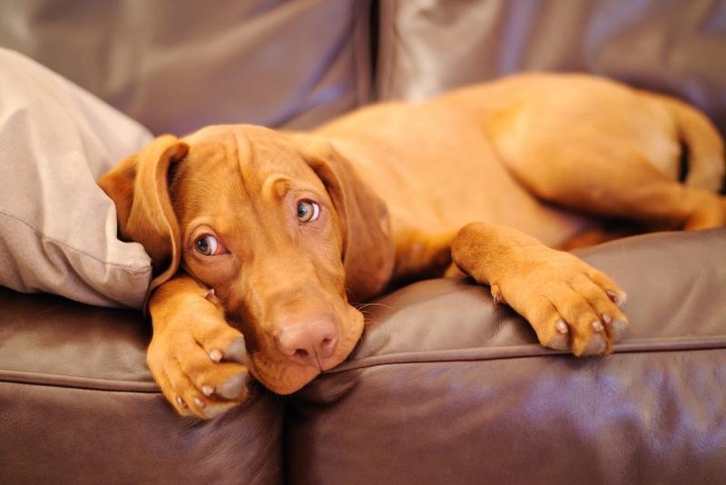 10 Tips to Keep Your Dog Entertained While You’re at Work | LoveToKnow Pets