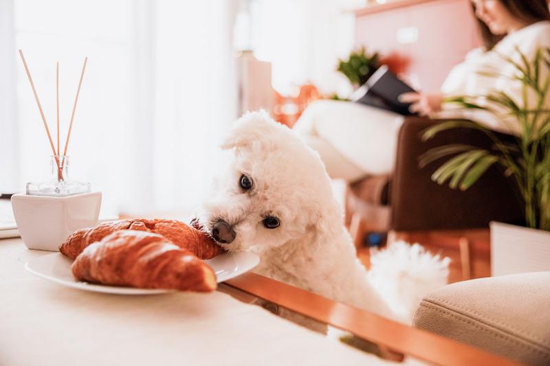 Why Your Dog Is Stealing Food & 6 Steps to Get Them to Stop ...