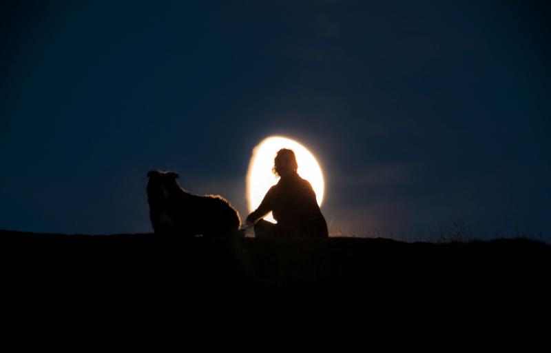 Are Dogs Affected By the Moon? | LoveToKnow Pets