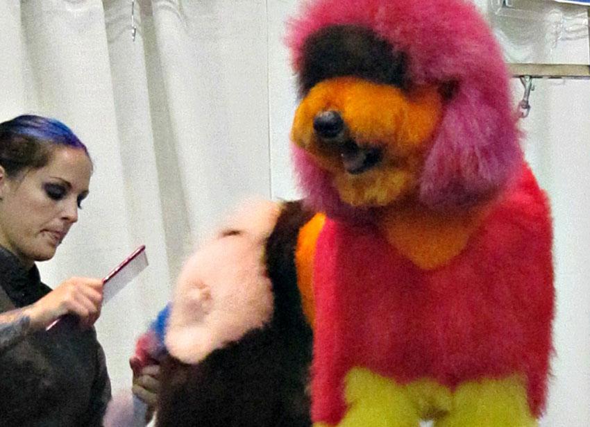 Dog Grooming Gone Bad – 19 Horrifying Pictures | LoveToKnow Pets