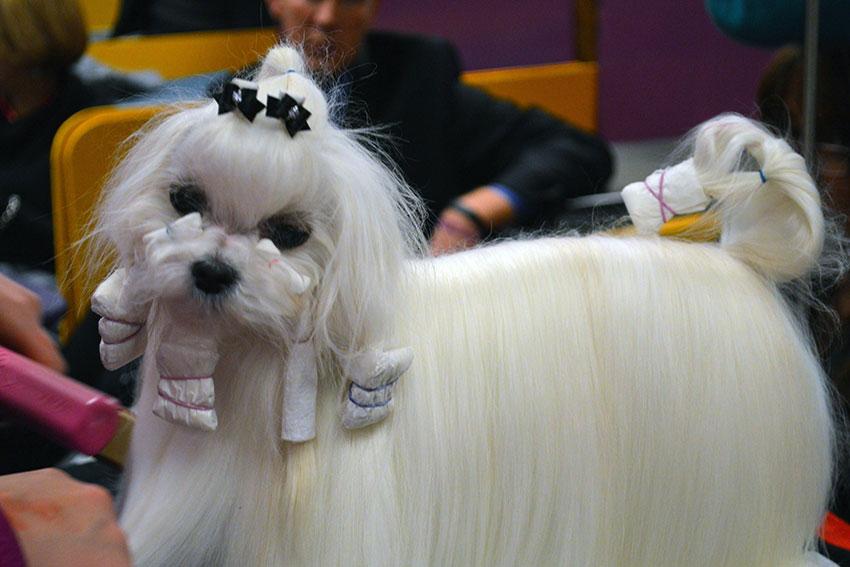 Dog Grooming Gone Bad – 19 Horrifying Pictures | LoveToKnow Pets