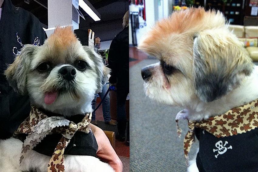 Dog Grooming Gone Bad – 19 Horrifying Pictures | LoveToKnow Pets
