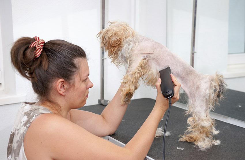 Dog Grooming Gone Bad – 19 Horrifying Pictures | LoveToKnow Pets