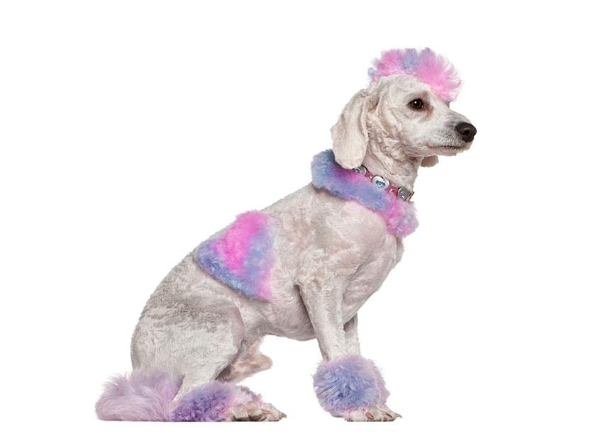 Dog Grooming Gone Bad – 19 Horrifying Pictures | LoveToKnow Pets