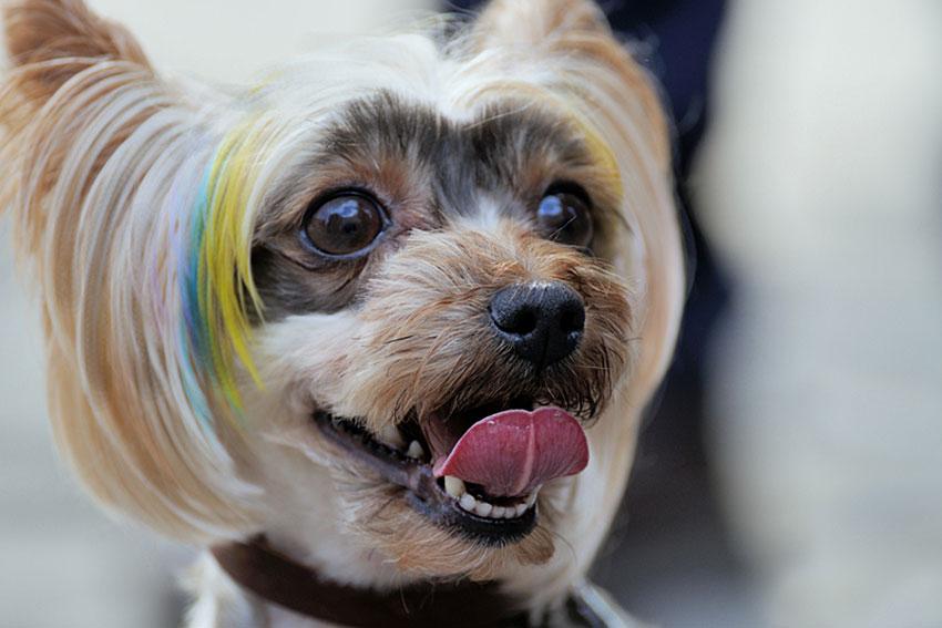 Dog Grooming Gone Bad – 19 Horrifying Pictures | LoveToKnow Pets