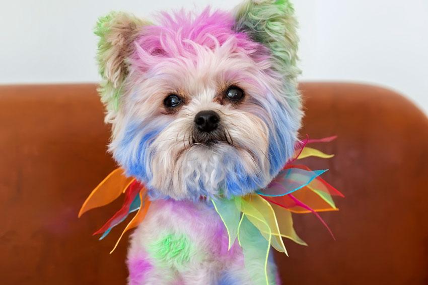 Dog Grooming Gone Bad – 19 Horrifying Pictures | LoveToKnow Pets