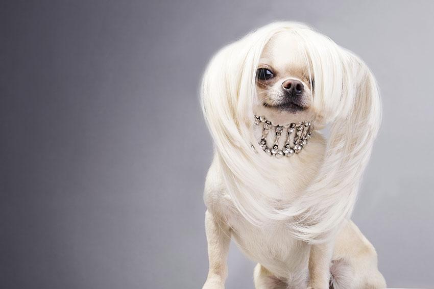 Dog Grooming Gone Bad – 19 Horrifying Pictures | LoveToKnow Pets