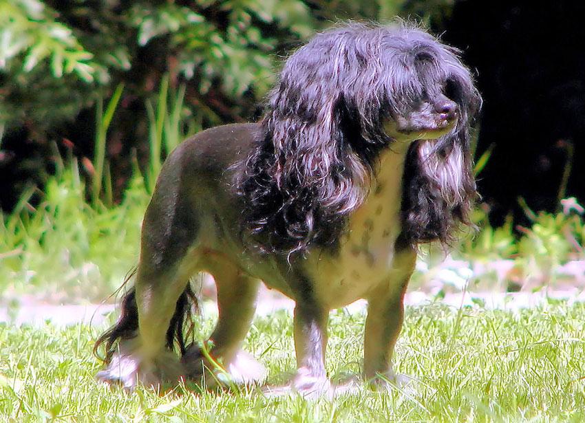 Dog Grooming Gone Bad – 19 Horrifying Pictures | LoveToKnow Pets