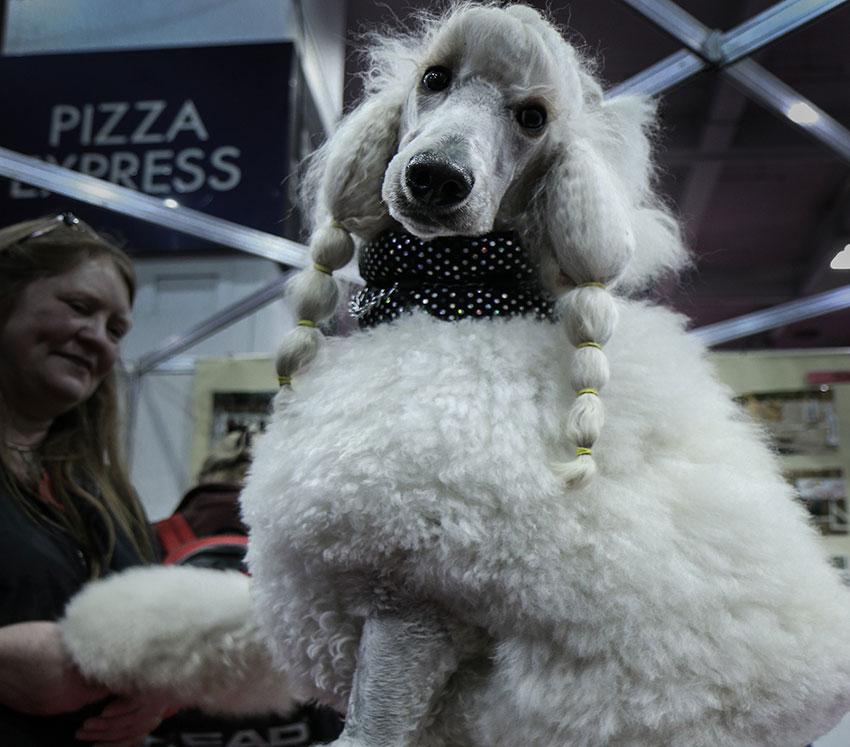 Dog Grooming Gone Bad – 19 Horrifying Pictures | LoveToKnow Pets