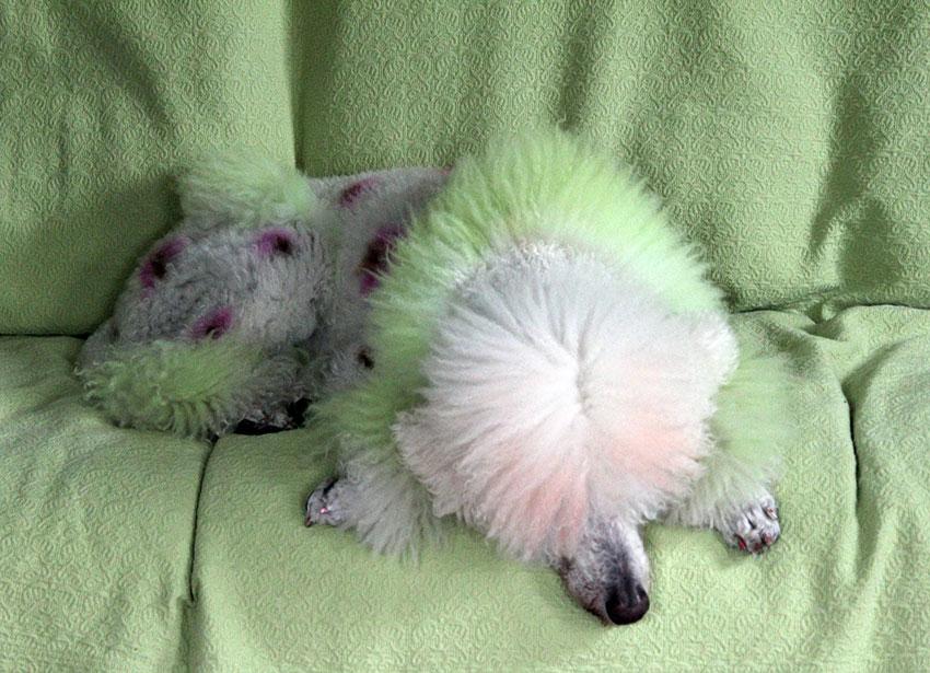 Dog Grooming Gone Bad – 19 Horrifying Pictures | LoveToKnow Pets