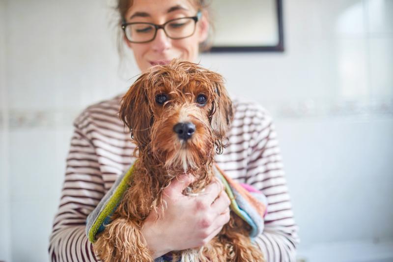 How to Clean a Dog (and Have the Freshest Pup in Town) | LoveToKnow Pets