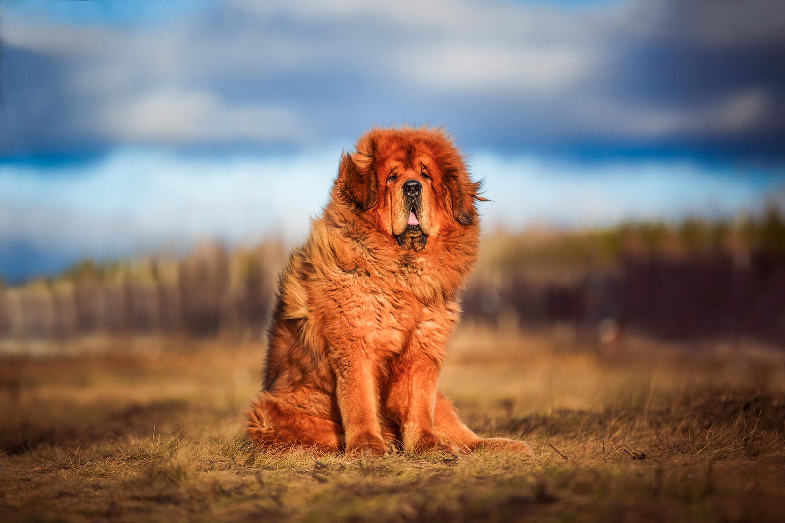 Can A Tibetan Mastiff And A Golden Retriever Be Friends