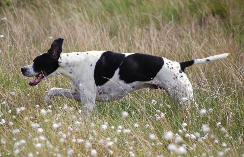 Meet the Sporting Dog Breeds: Athleticism & Art | LoveToKnow Pets