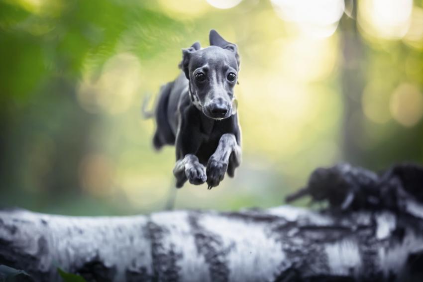 12 Miniature Dog Breeds That Are Small but Mighty | LoveToKnow Pets