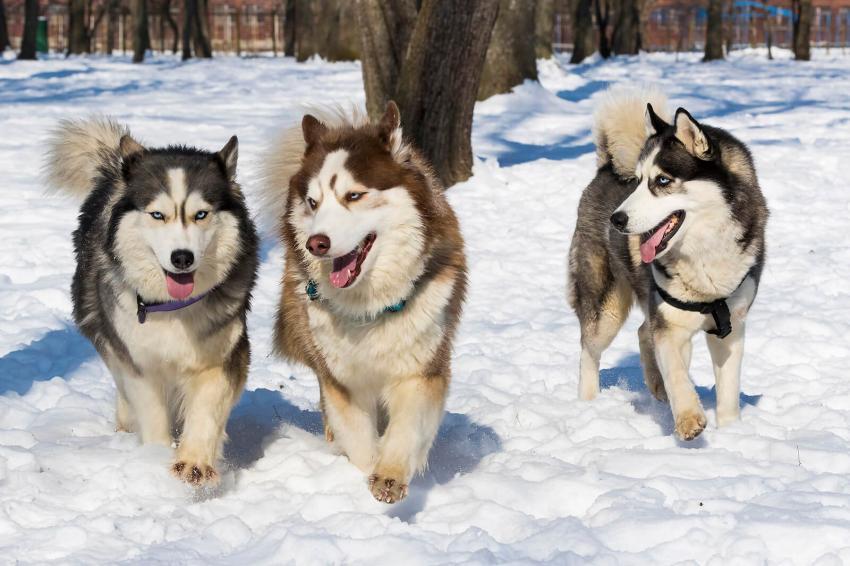 20 Dogs Living Their Best Snowy Lives | LoveToKnow Pets