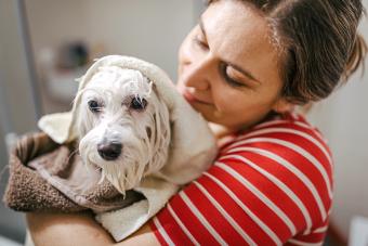 Should I Feed My Dog After Diarrhea