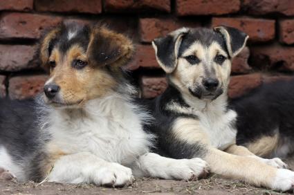Cross Breeding Dogs