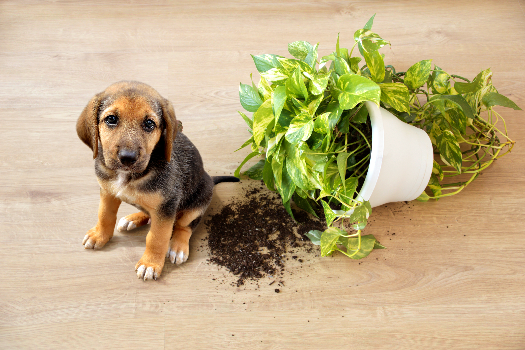 How Do I Puppy Proof My House
