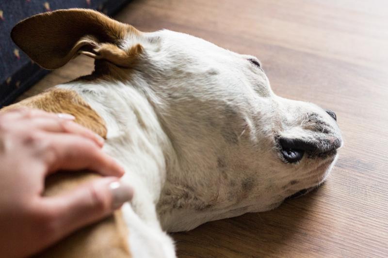 What to Do When Your Dog Dies: 7 Prompt Steps to Take | LoveToKnow