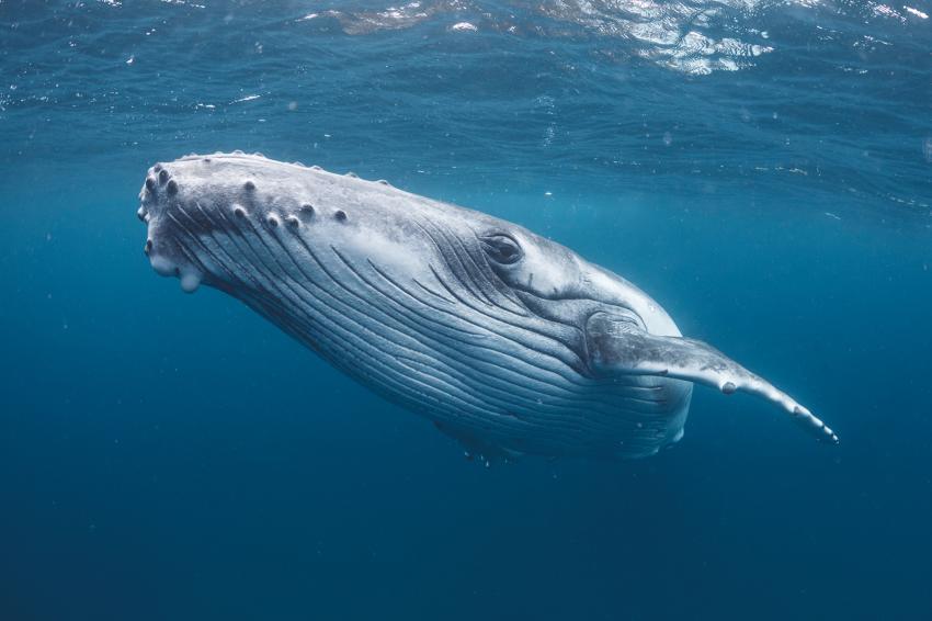 20 Weird Animal Facts That Seem Too Bizarre to Be True | LoveToKnow