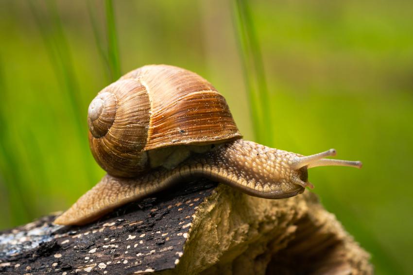 20 Weird Animal Facts That Seem Too Bizarre to Be True | LoveToKnow