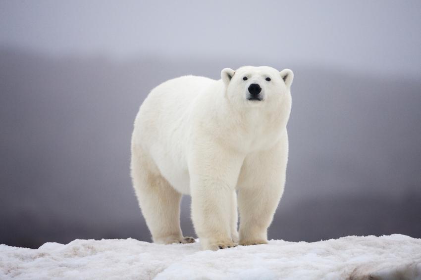 20 Weird Animal Facts That Seem Too Bizarre to Be True | LoveToKnow