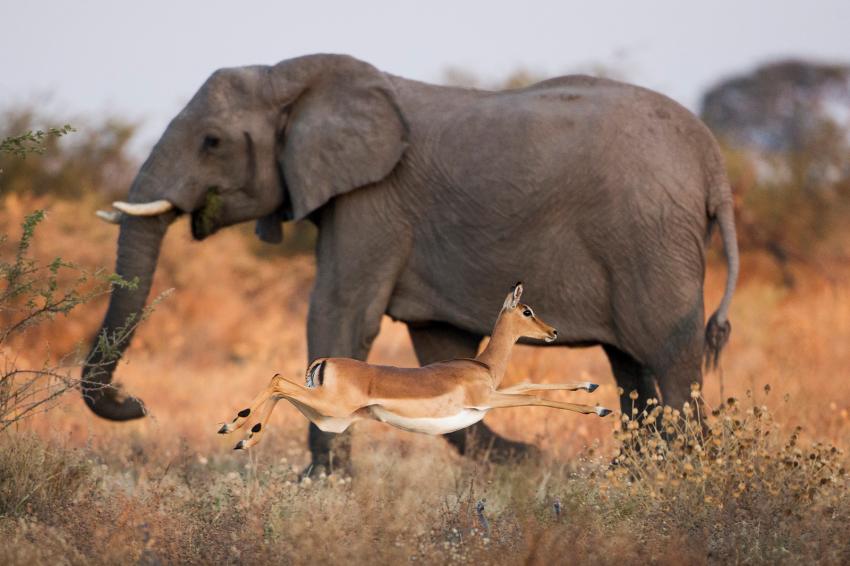 20 Weird Animal Facts That Seem Too Bizarre to Be True | LoveToKnow