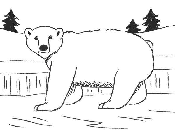 How To Draw A Polar Bear LoveToKnow