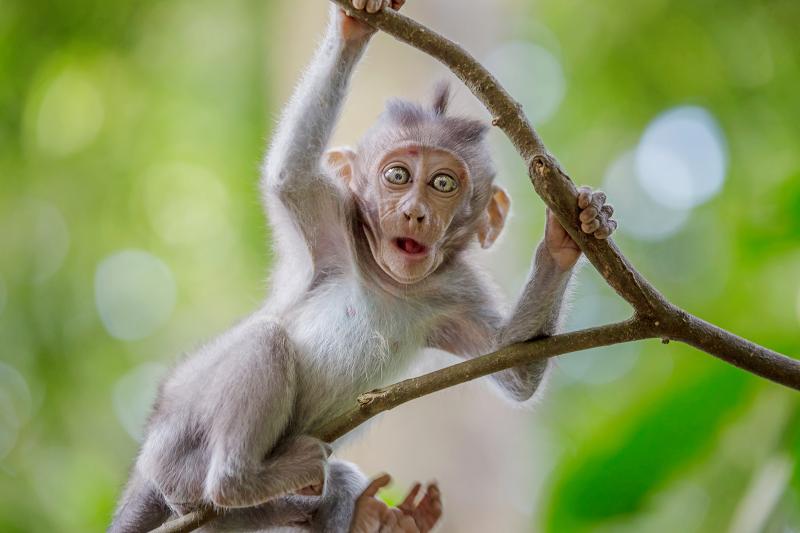 20 Weird Animal Facts That Seem Too Bizarre to Be True | LoveToKnow