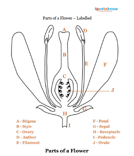 Flower Structure Label Worksheet Best Flower Site